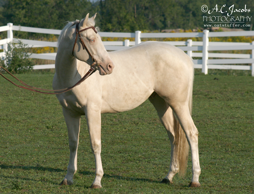Painted Bar Stables - Our Horses