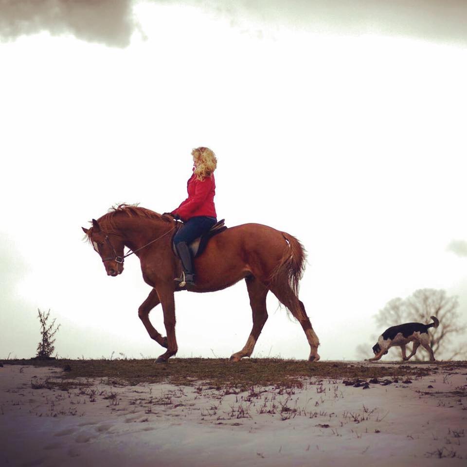 Painted Bar Stables - Our Horses