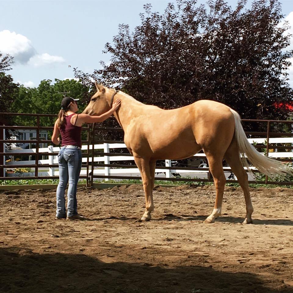 Painted Bar Stables, Your Place on a Horse