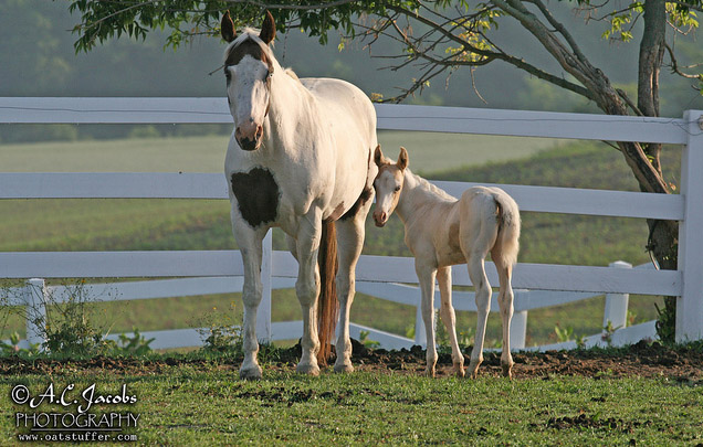 Painted Bar Stables