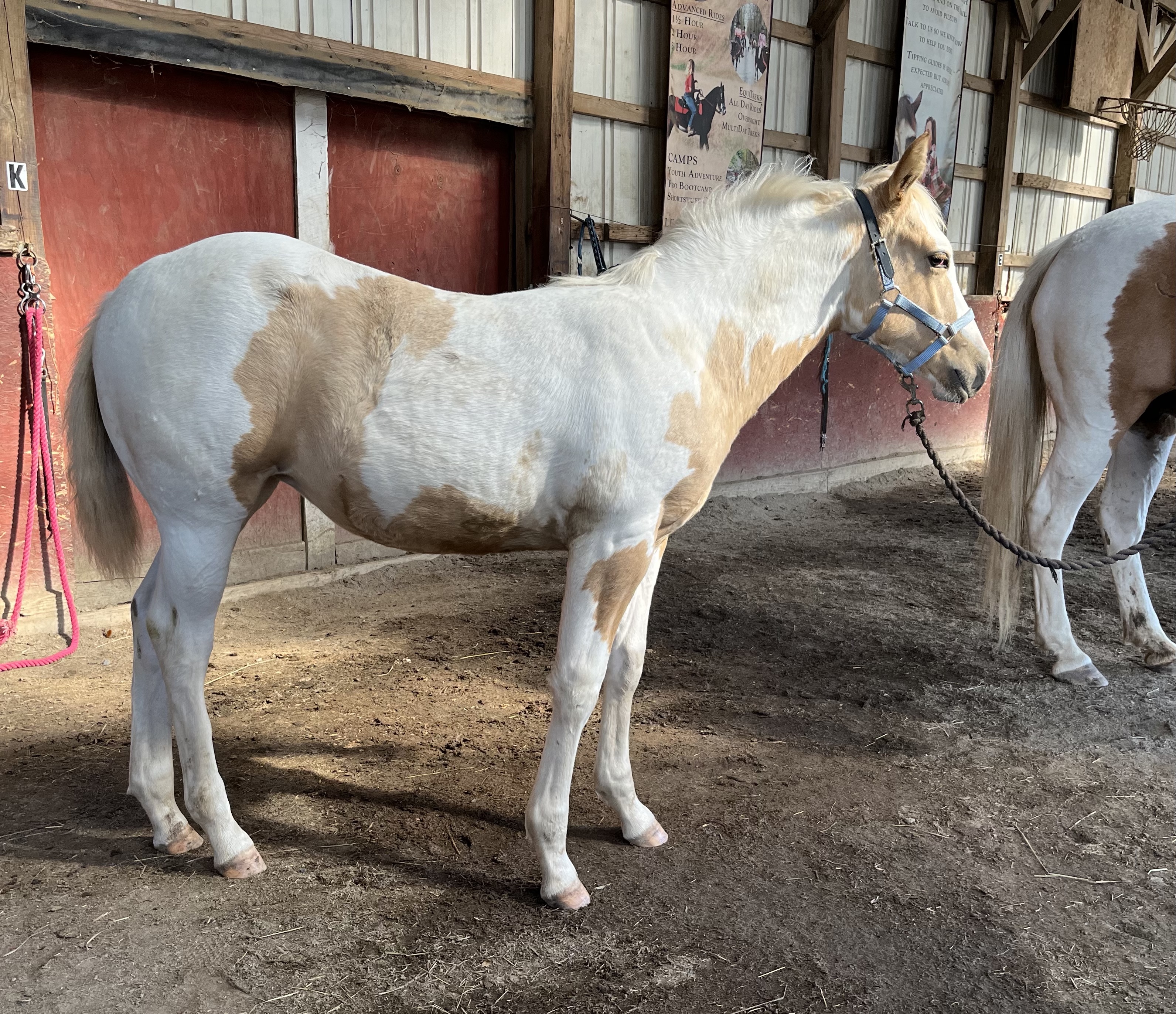 Vanzi Bars N Stripes: AQHA Stallion at Stud