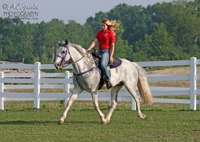 Painted Bar Stables - Our Horses