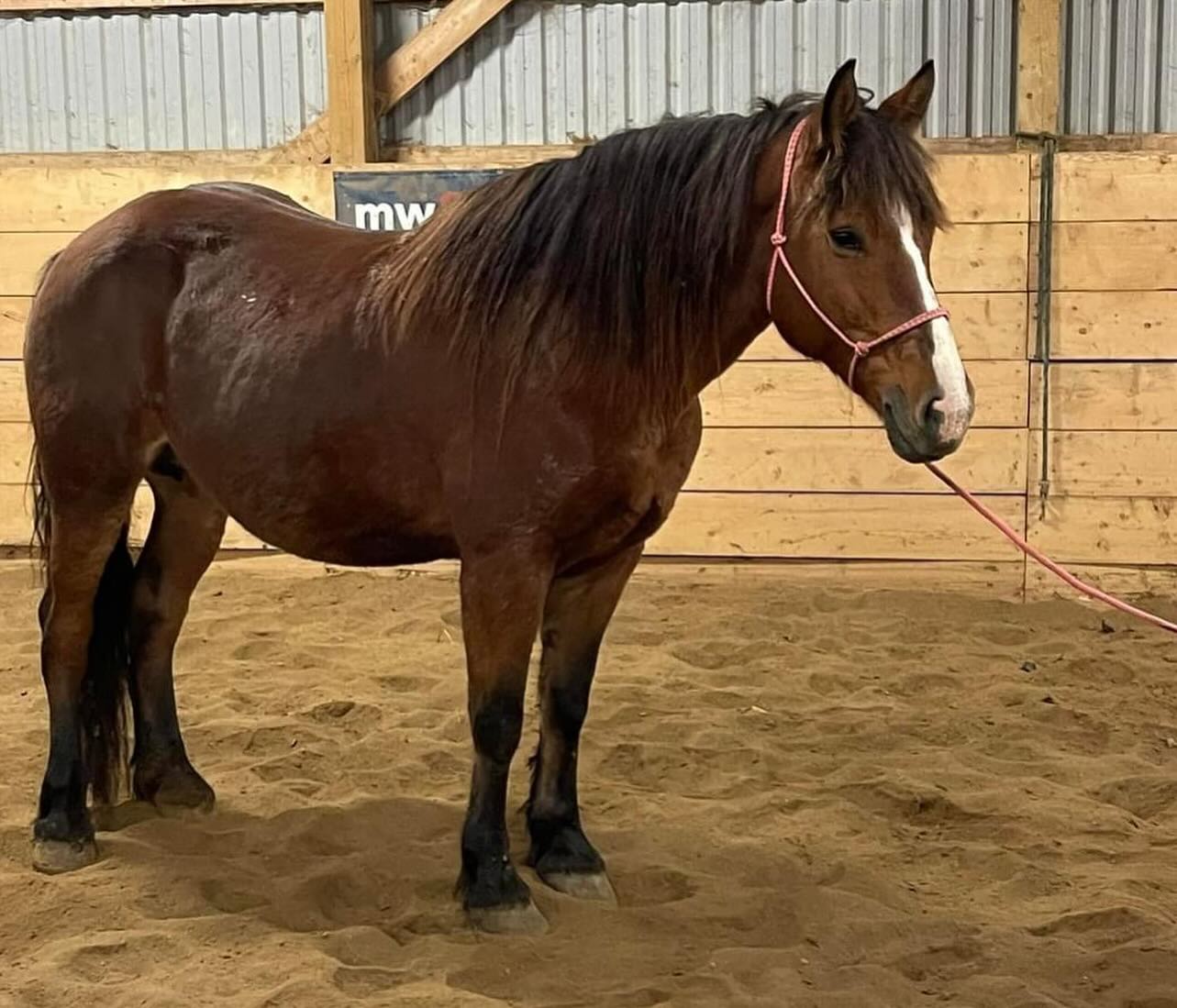 Painted Bar Stables - Our Horses