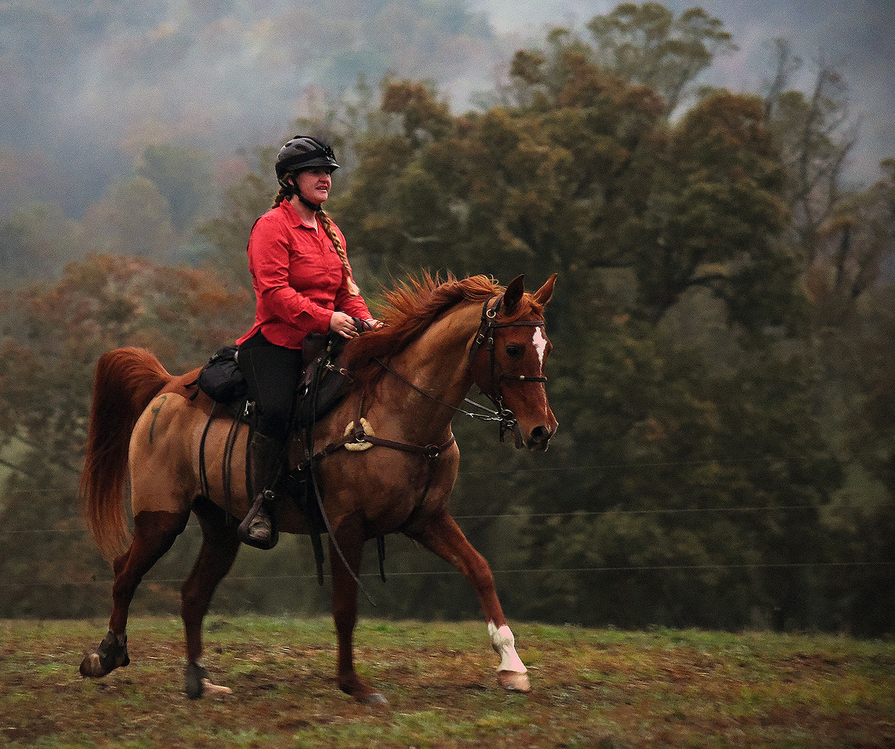 Painted Bar Stables - Our Horses