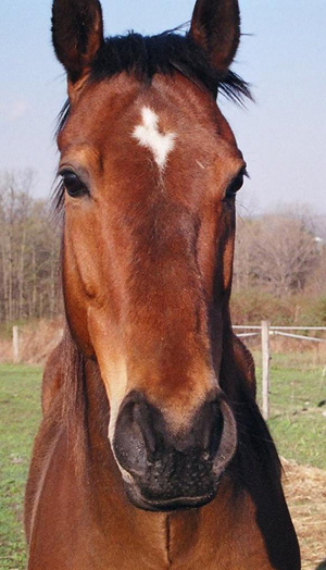 Bay Quarter Horses Face