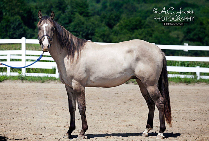 Vanzi Bars N Stripes: AQHA Stallion at Stud