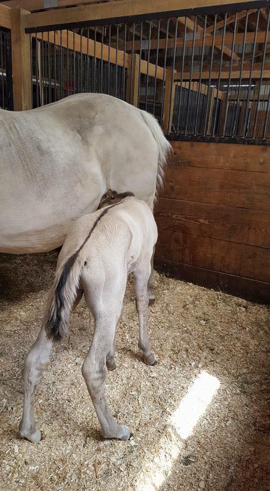 Vanzi Bars N Stripes: AQHA Stallion at Stud