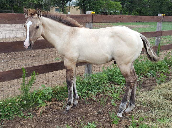 Vanzi Bars N Stripes: AQHA Stallion at Stud