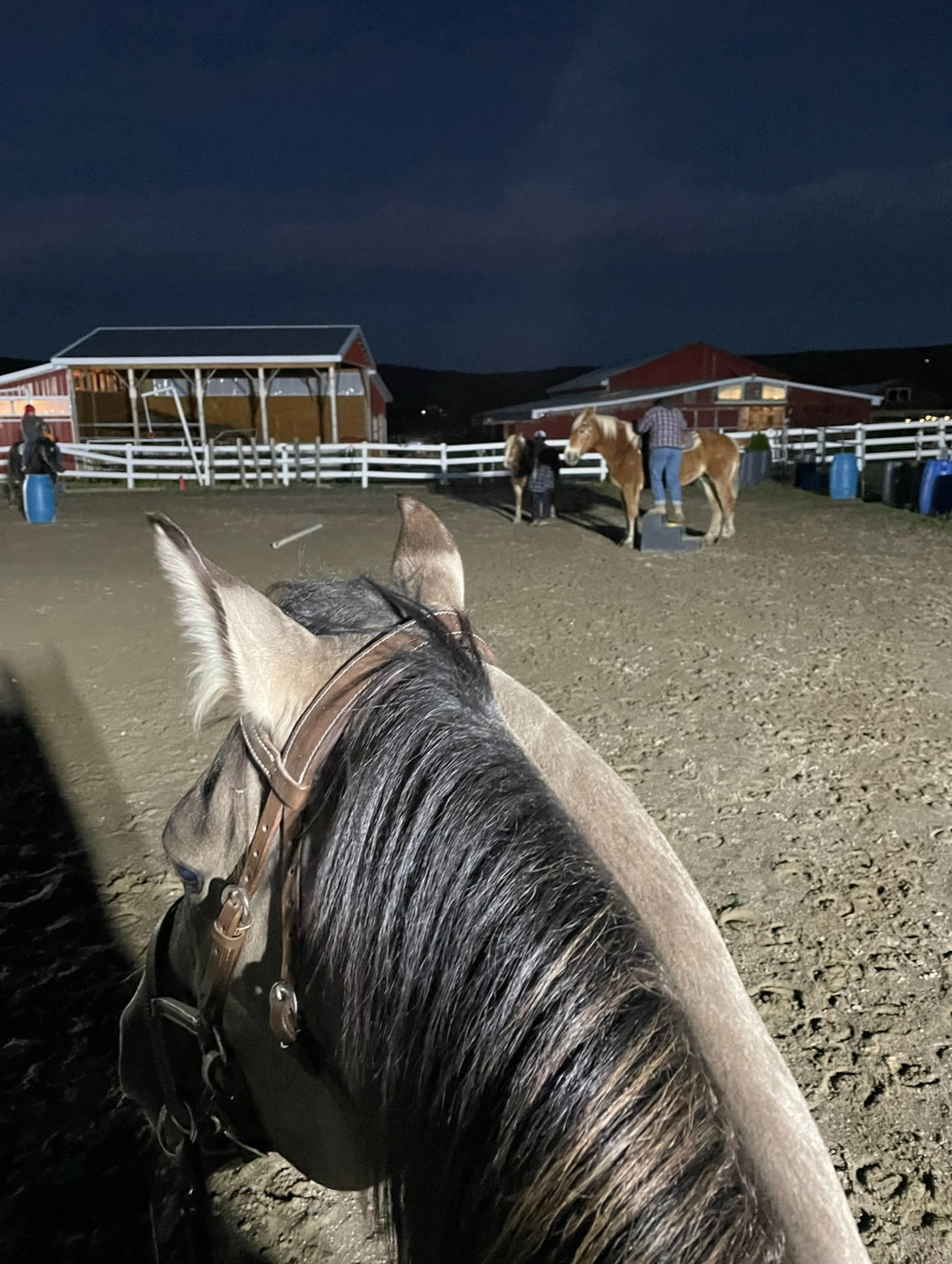 Vanzi Bars N Stripes: AQHA Stallion at Stud