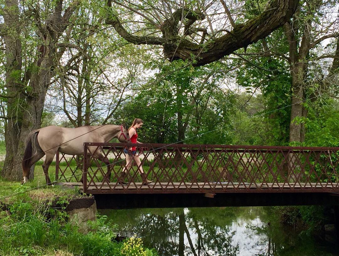 Vanzi Bars N Stripes: AQHA Stallion at Stud